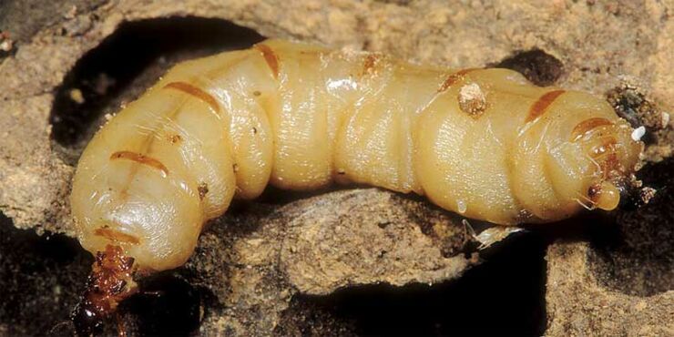The Queen Termite Is The Grossest Thing You Could Ever Eat
