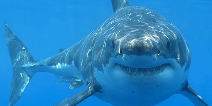 Sharks Are Eating The Internet In Vietnam