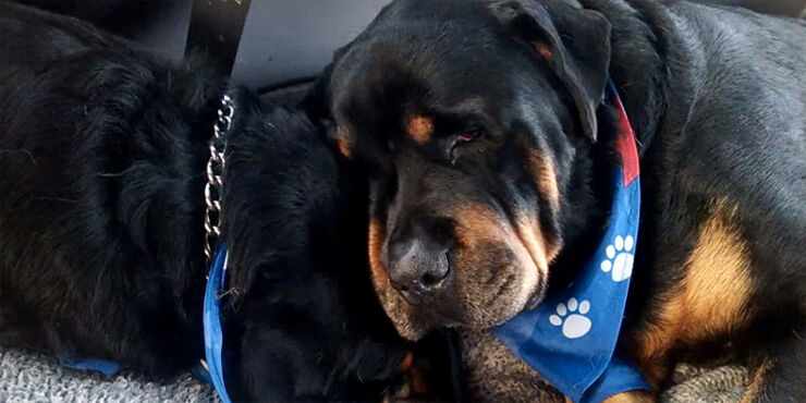 Crying Rottweiler Grieves For Its Dead Brother