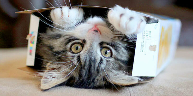 20 Of The Cutest Cats You Will Ever See