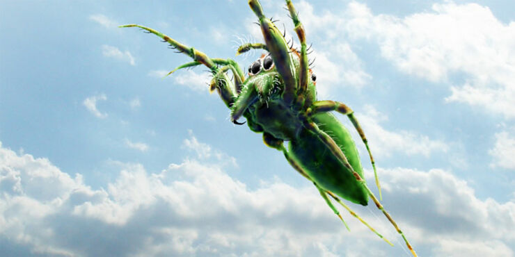 It's Raining Spiders In Australia