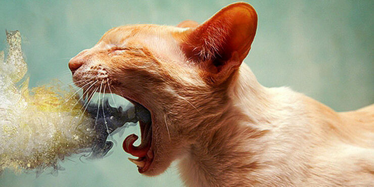 Cats Barfing to Techno Is Awesome!