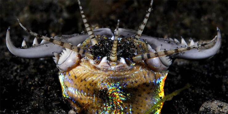 The Bobbit Worm Is A Nightmare Fuelling Horrorshow