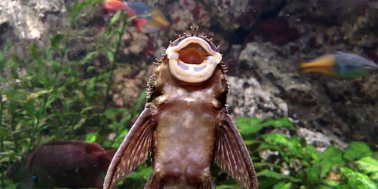 And Now For Some Fish Singing In Slovakian
