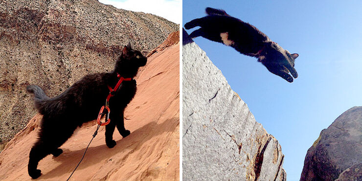 Meet Millie The Mountain Climbing Cat
