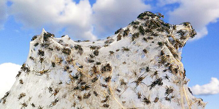 Thousands Of Spiders Team Up to Spin Mega-Web In Texas