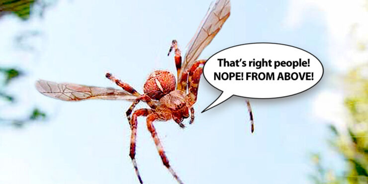 Skydiving Spiders Discovered By Scientists In South America