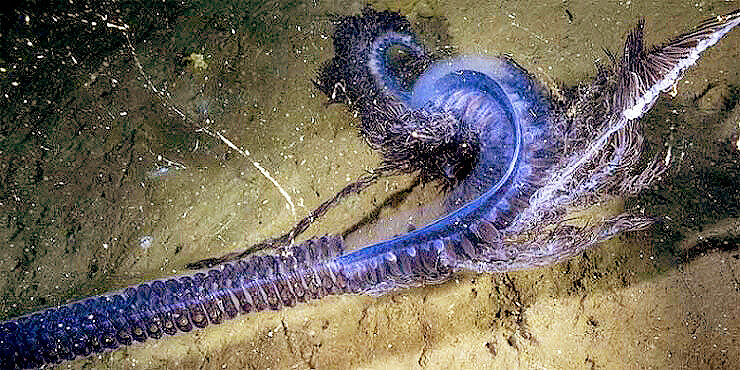 Watch Stunning Footage Of A Strange New Sea Creature