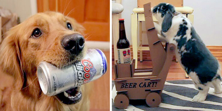 Who Can Fetch A Beer Better: A Trained Rabbit Or A Dog?