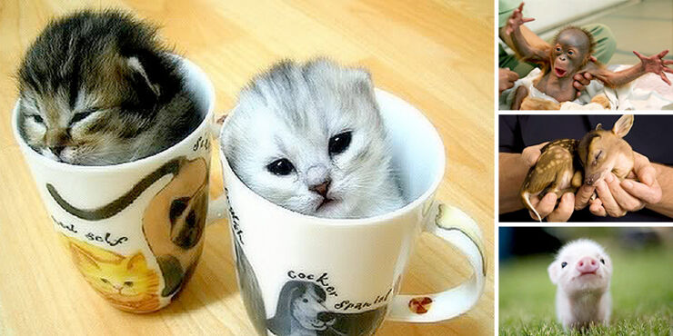 30 Pictures Of Ridiculously Cute Animal Babies