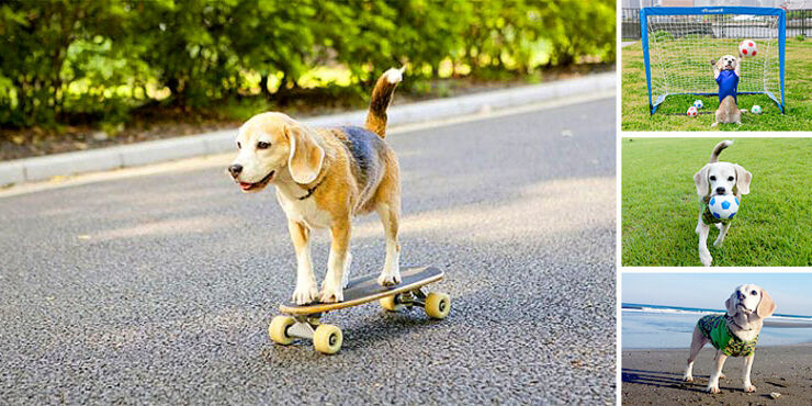 Purin The Super Beagle Is A Multi-Talented Mutt
