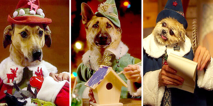 Dogs and Cats Becomes Santa's Adorable Little Helpers