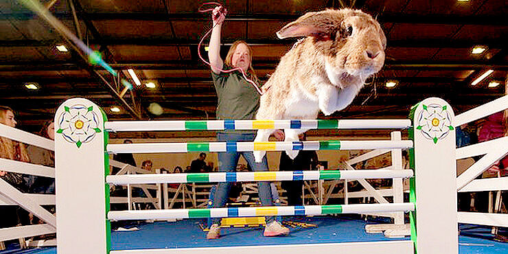 Cute Bunnies Hop Fences In The Rabbit Grand National