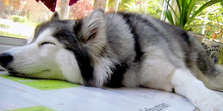 Tally The Adorable Siberian Husky Who Was Raised By Cats