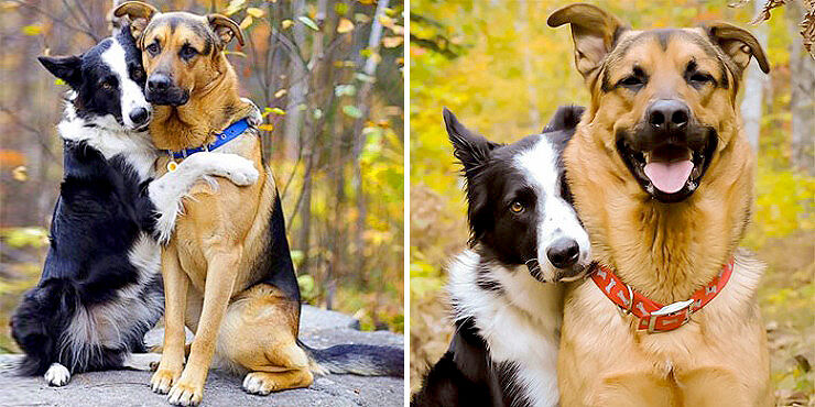 Lottie The Border Collie Loves To Hug Her Doggy Bestie