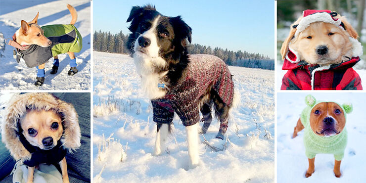 Dogs Dressed Up In Snow Clothes For Winter Are Adorable