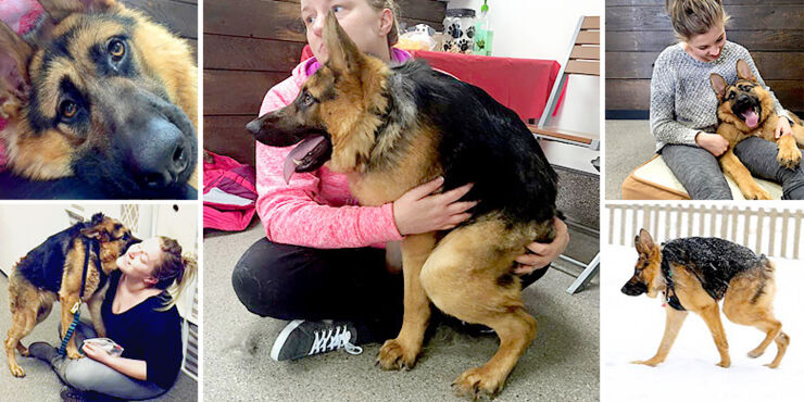 Dog With Rare Condition Has Uncommonly Short Spine