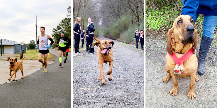 Dog Unknowingly Runs Half Marathon, Finishes 7th
