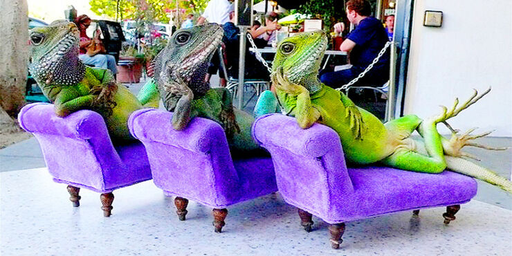 Lounging Lizards Love To Chill Out On Mini Sofas