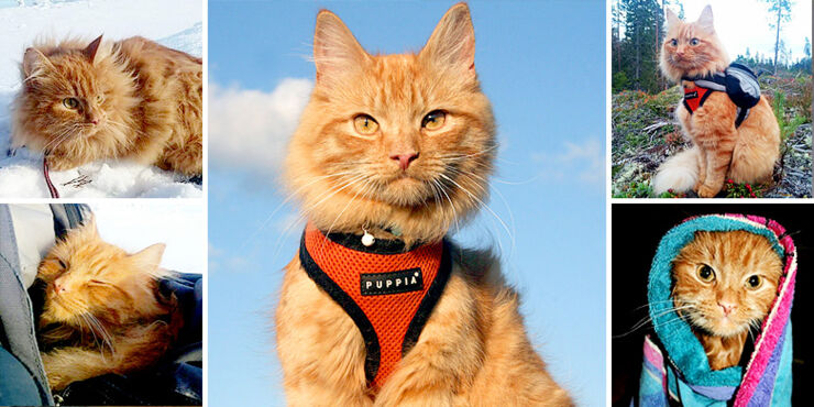 Jesper The Norwegian Sled Cat Loves Skiing And Snow