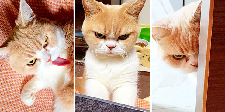 Frowny Cat Koyuki Is The Internet's New Fav Annoyed Kitty