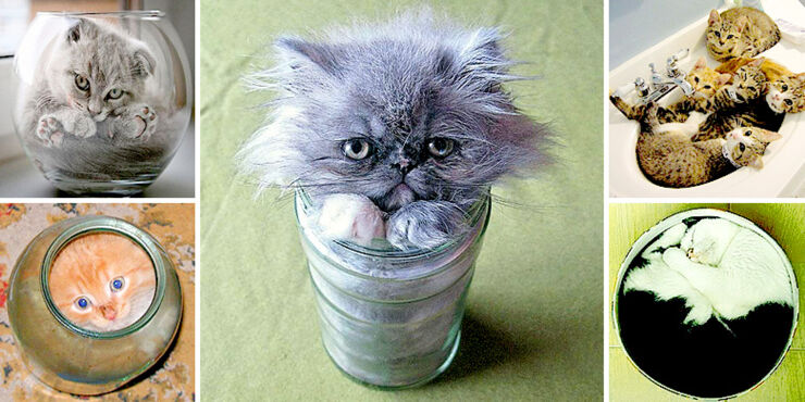 Cats Are Liquid - Felines Can Pour Themselves Into Anything