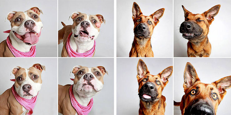 These Shelter Dog Photo Booth Pictures Are Adorable