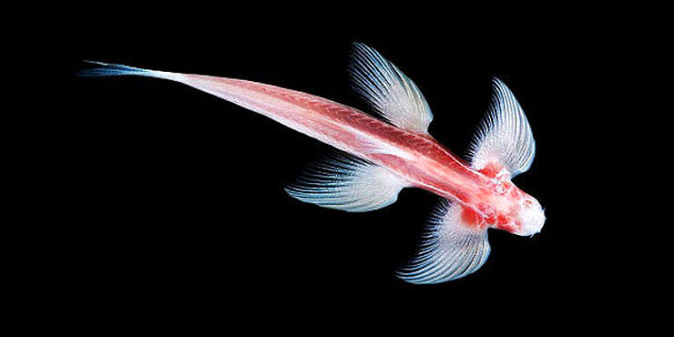 Scientist Discover Cavefish That Walks Like Land Vertebrates
