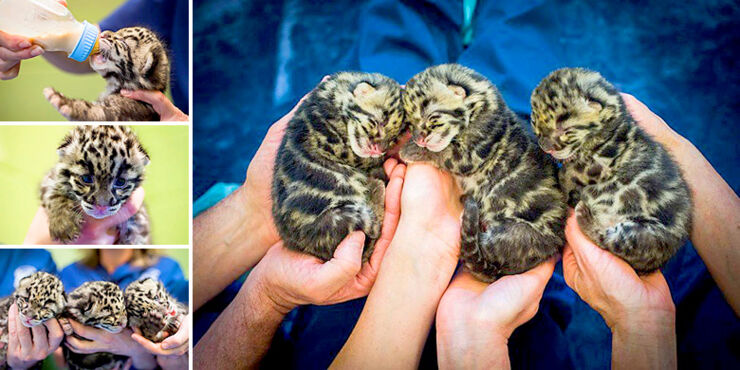 Cuteness Cubed Is These Clouded Leopard Cub Triplets