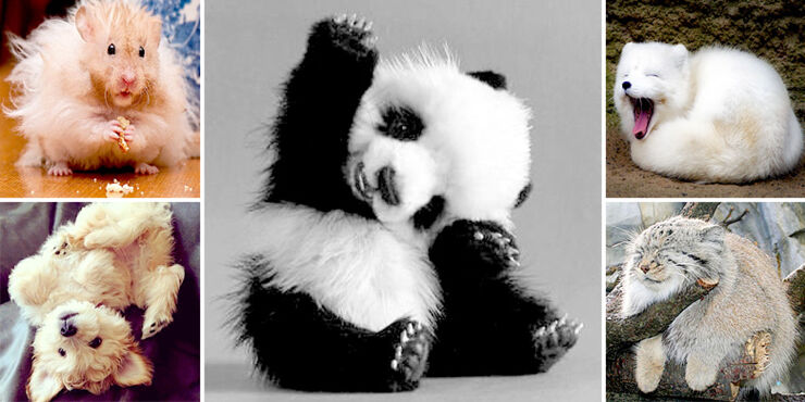 53 Of The Sweetest And Softest, Fluffy Creatures