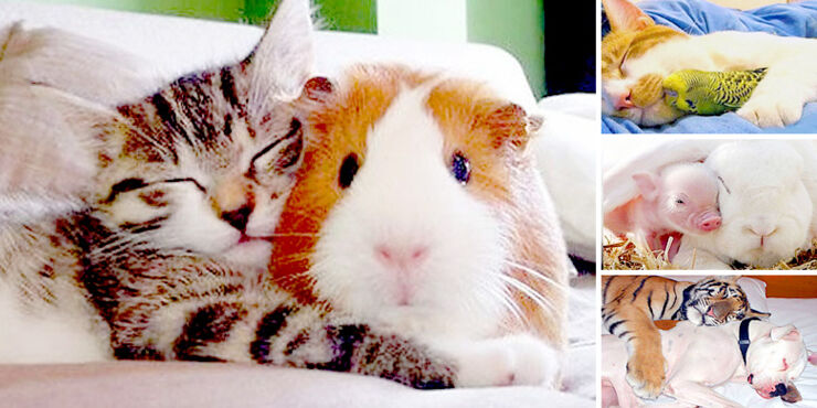 Photos Of Cute Animals Cuddling Is Just The Sweetest
