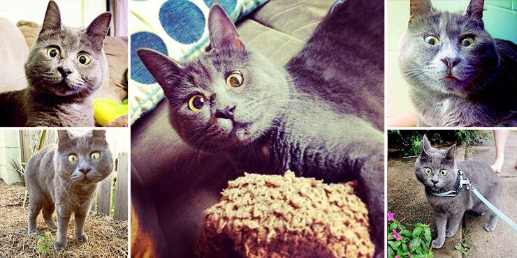 Kevin The Cat Is A Permanently Startled Feline