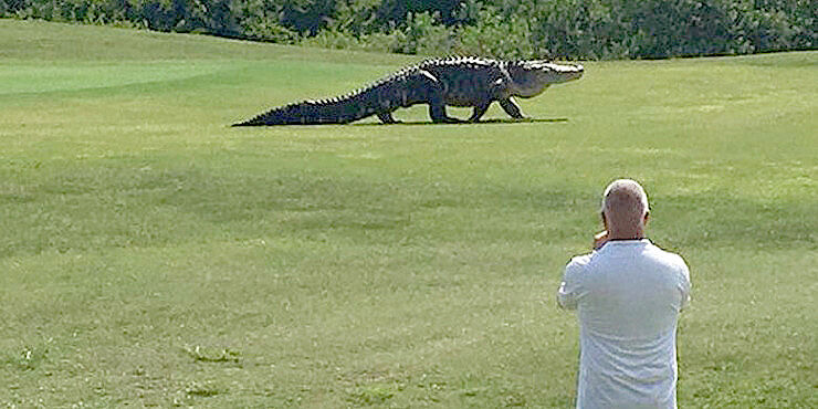 Giant Gator Takes Leisurely Stroll On Florida Golf Course