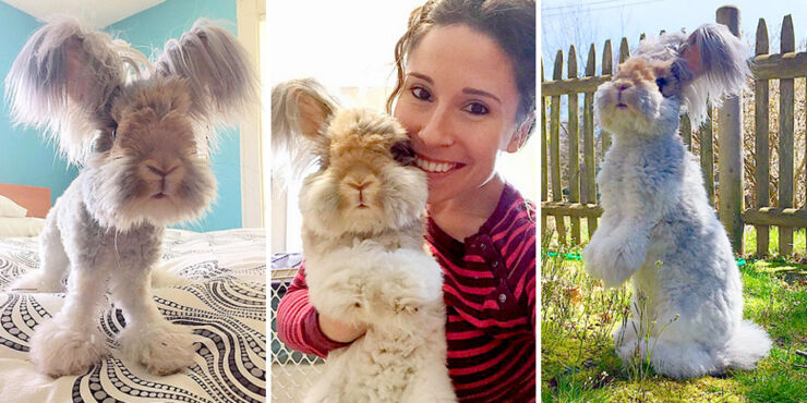 Wally The Rabbit Is Like A Stuffed Toy But Real