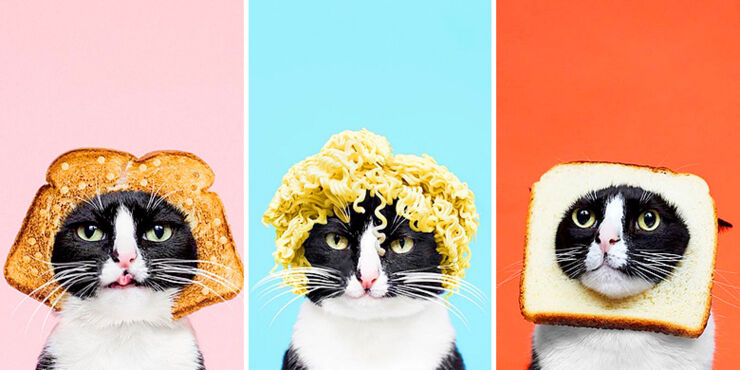 Princess Cheeto Is The Coolest Cat On Instagram