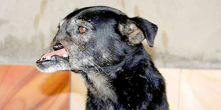 Anubis The Noseless Dog Has Had An Incredible Journey