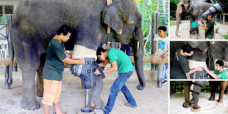 Mosha The Three-Legged Elephant Gets New Prosthetic Leg