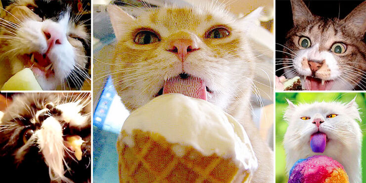 Cheer Yourself With A Compilation Of Cats With Brain Freeze