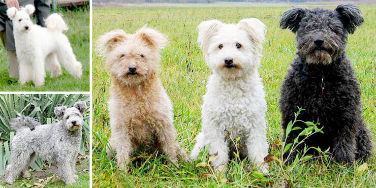The Pumi Is Officially A New Dog Breed And It's Super Cute