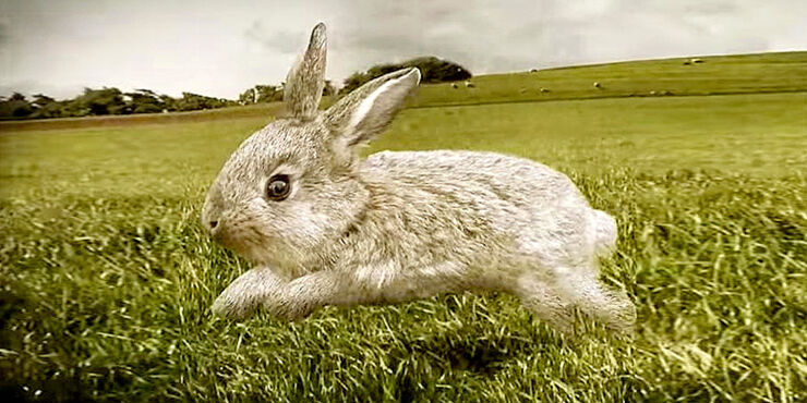 7 Billion Rabbits Feature In Cyriak's Surreal Animation