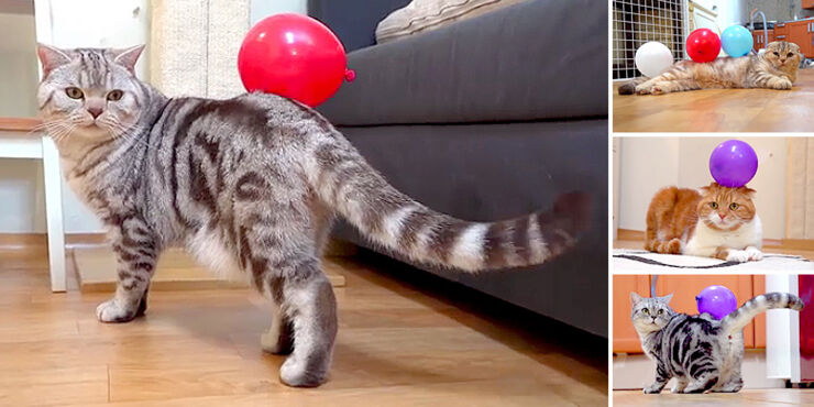 Cats Plus Static Balloons Is Very Amusing Indeed