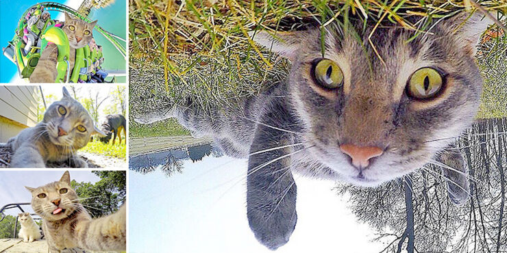 Manny The Cat Loves Taking Selfies