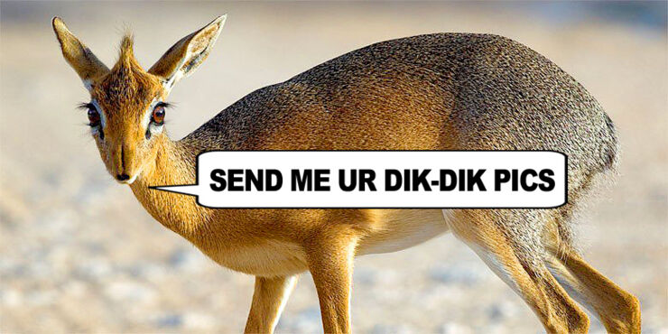 The Only Dik-Dik Pics Women Want To See