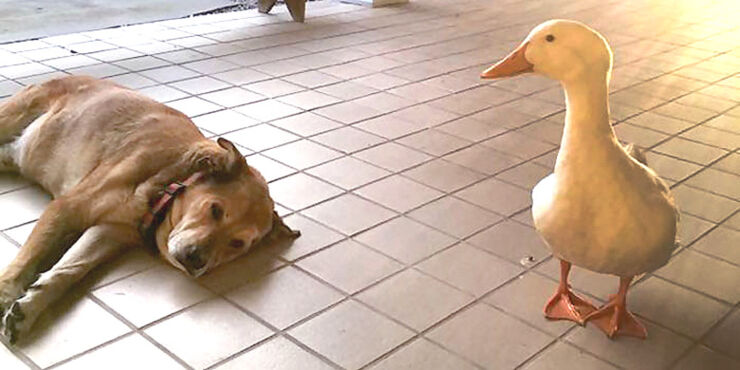 Depressed Dog And A Duck Form An Unlikely Friendship