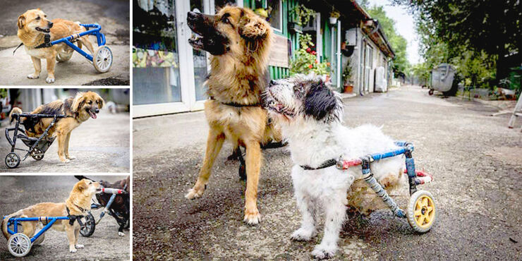Disabled Dogs Get Wheelchairs At This Romanian Shelter