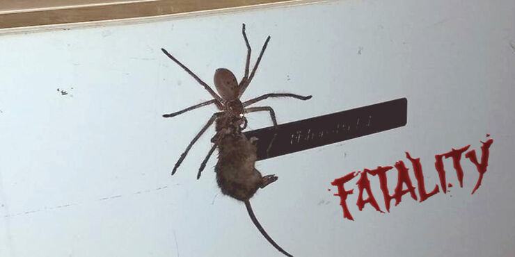 Nightmare Giant Spider Makes Off With A Mouse
