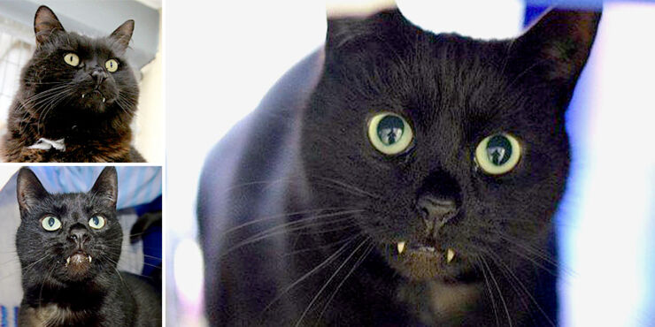 This Cat's Fangs Make Him Look Like An Adorable Vampire
