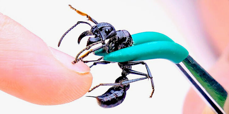 Stung By A Bullet Ant, The World's Most Painful Insect Sting