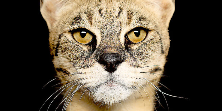 Exotic Cats - Meet The Designer Felines With Wild Blood