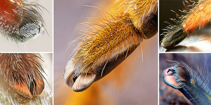 Awww, Turns Out Spiders Have Tiny Cute Spider Paws